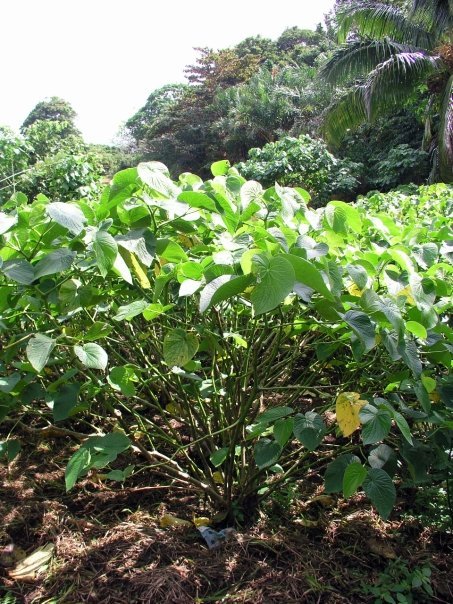 The Freckled Sister: K is for... Kava, The Drink of the Pacific