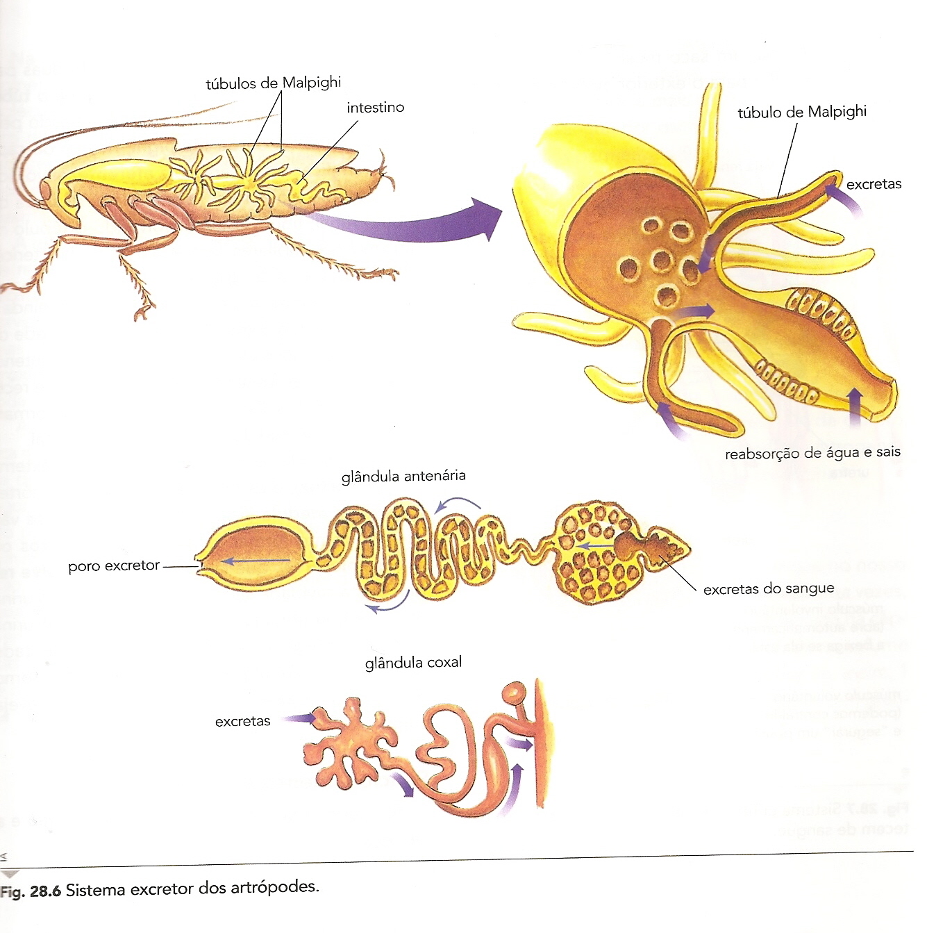 Aulas de Biologia: EXCREÇÃO - 3º ano CSP