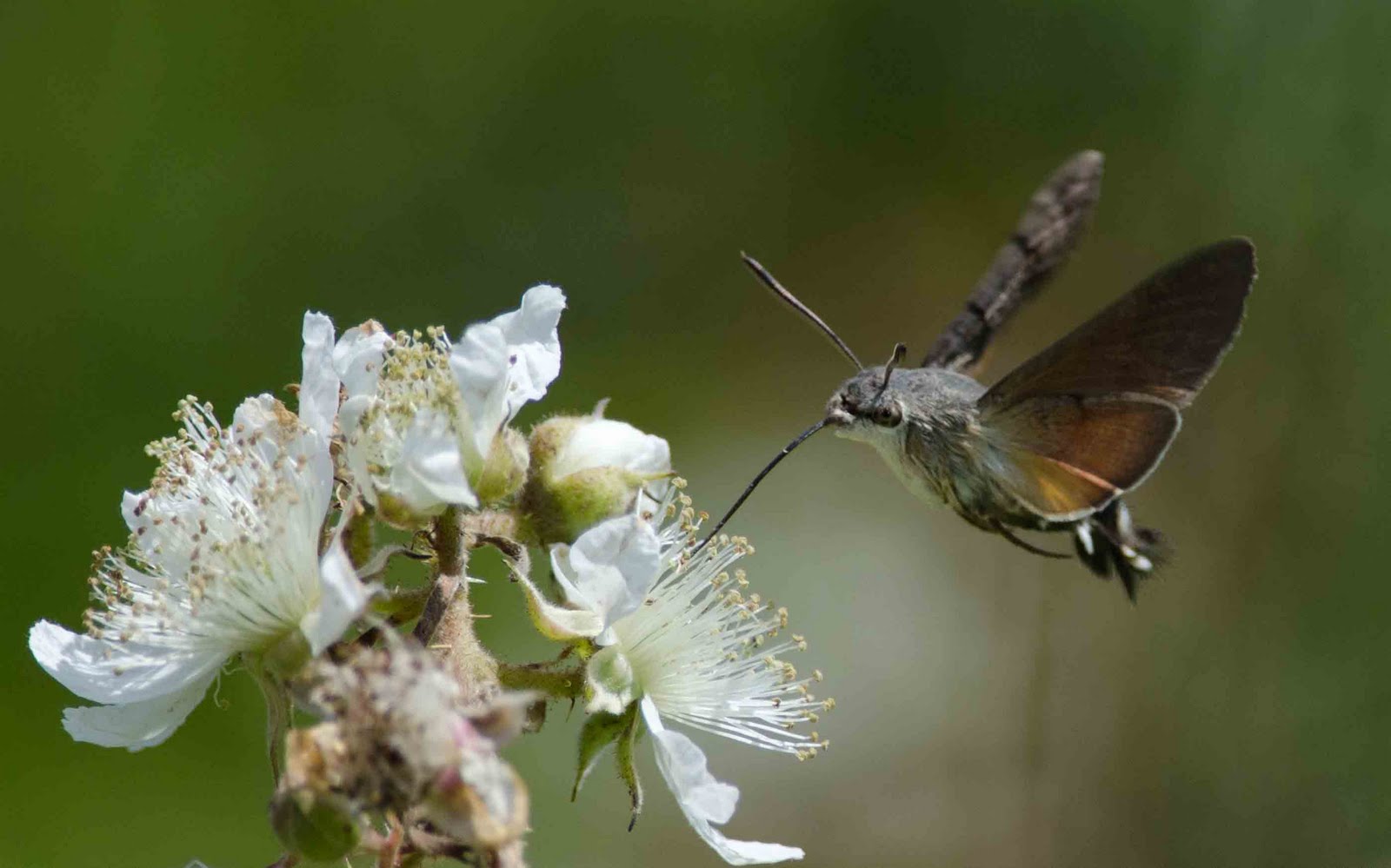 Gower Wildlife: The Hummingbird and the Bee Beetles