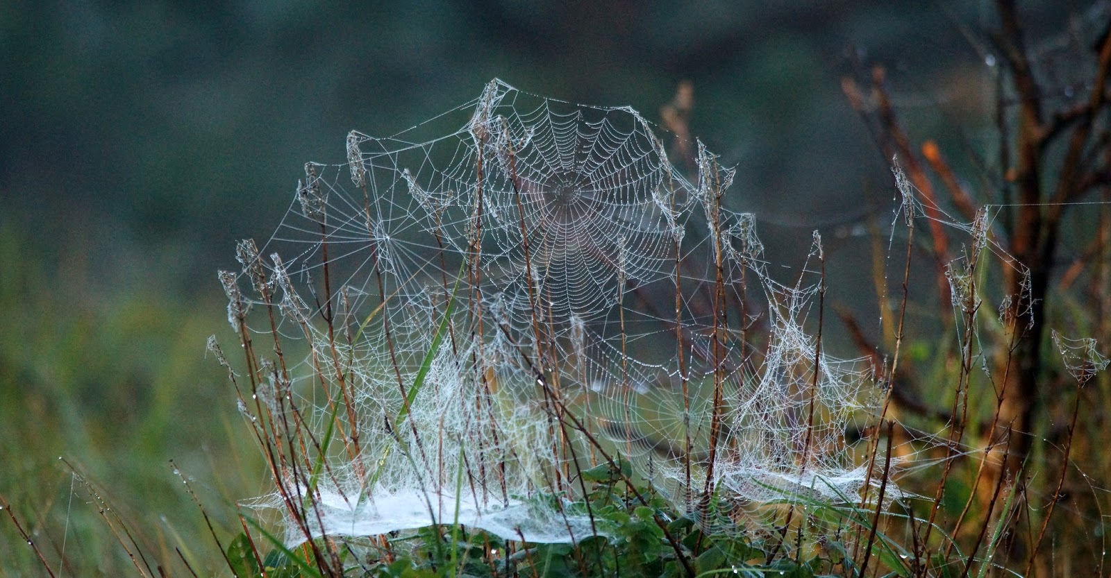 Henk Kruit, Fotografie: Herfst, mist en dauw.....