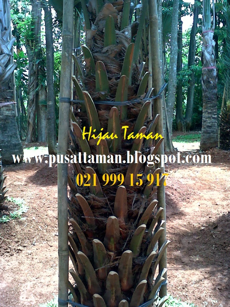 JUAL PALEM MORELLI | PALEM HIAS | JUAL POHON PALEM | TUKANG TAMAN