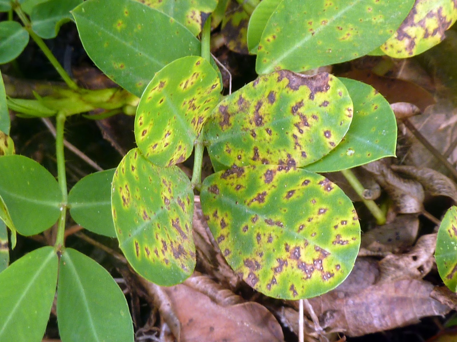 AGROCIENCIA PANAMENSIS: La Roya del Maní Forrajero, Arachis pintoi ...
