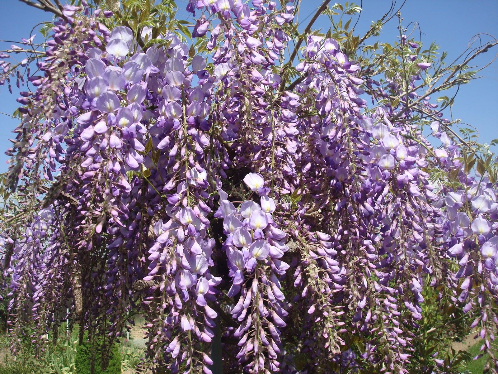 Floarea -bunica: Dupa doua zile au mai inflorit -miercurea fara cuvinte