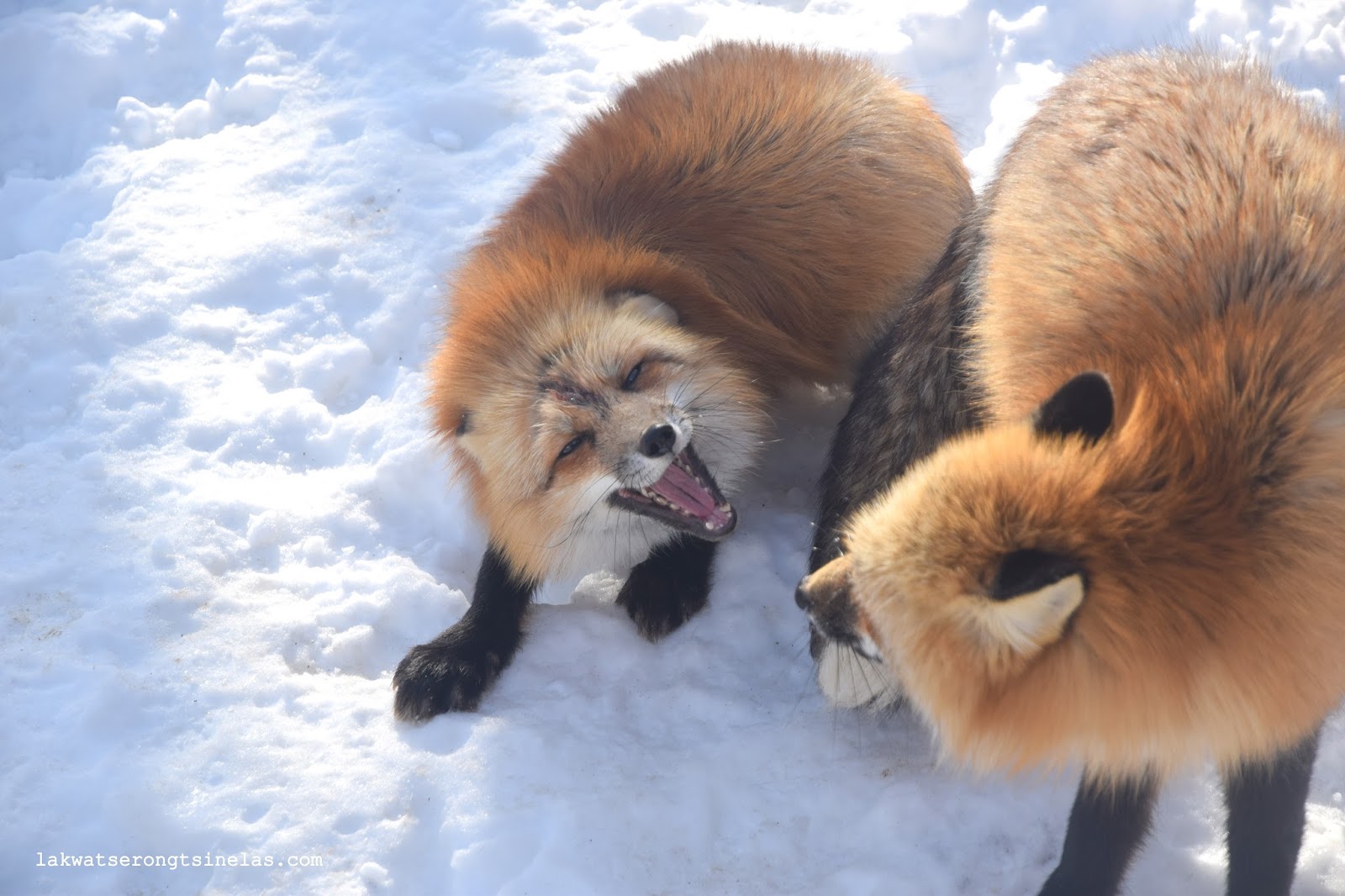 WINTER AT MIYAGI ZAO FOX VILLAGE OF JAPAN - Lakwatserong Tsinelas