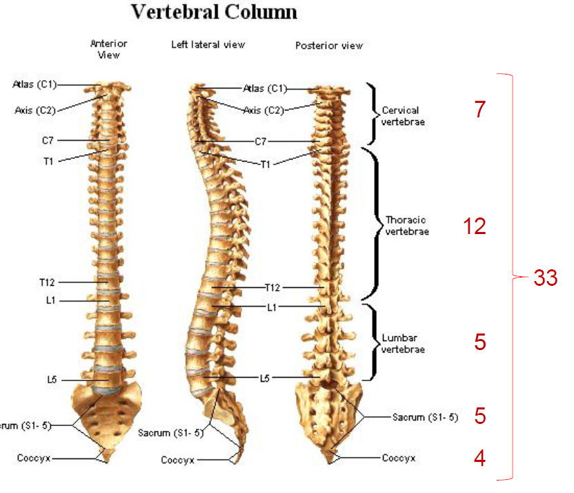 O QUE É HÉRNIA DE DISCO? DISCUTINDO SOBRE COLUNA VERTEBRAL