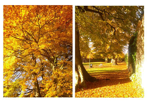 For my Students: How to Describe a Tree in Autumn