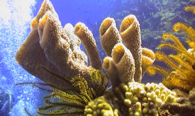 Biio Ativa: Filo Porifera