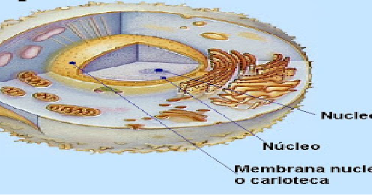 ÉRIKA MODA: ESTRUCTURA Y FUNCIÓN DEL NÚCLEO