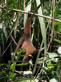 La clase de Laura: Pablo y la flora y fauna de Río de Janeiro