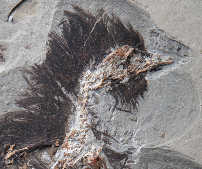 Species New to Science: [Paleontology • 2016] Molecular Evidence of ...