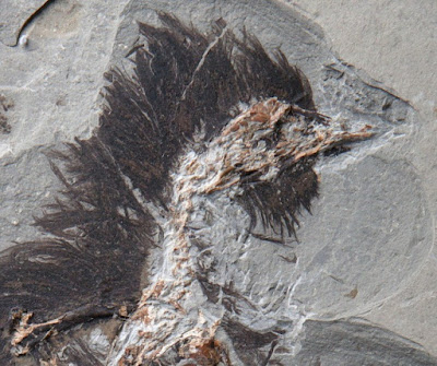 Species New to Science: [Paleontology • 2016] Molecular Evidence of ...