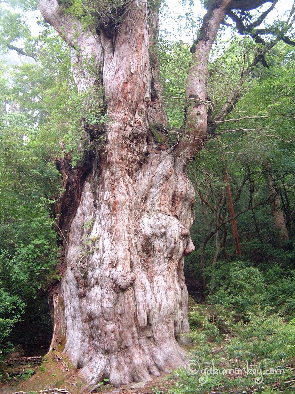 YAKUSUGI TREES in YAKUSHIMA ~ Yakushima: A Visitor's Guide