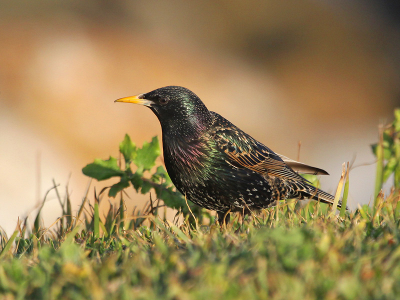 The Lazy Birder: Week 36 - Port Elizabeth (Eastern Cape)