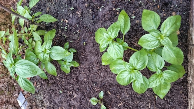 serimama herbs: pokok herba yg boleh ditanam laman rumah