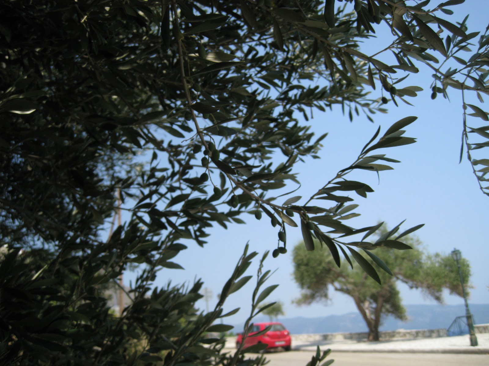 Impresii de calatorie: Zakynthos: Maslini (Zakynthos: Olive Trees)