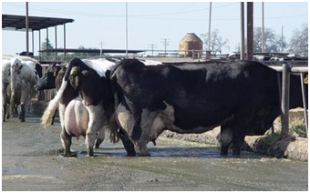 ~ OREGON CULINARY INSTITUTE ~: (Genetically Modified) Milk Does the ...