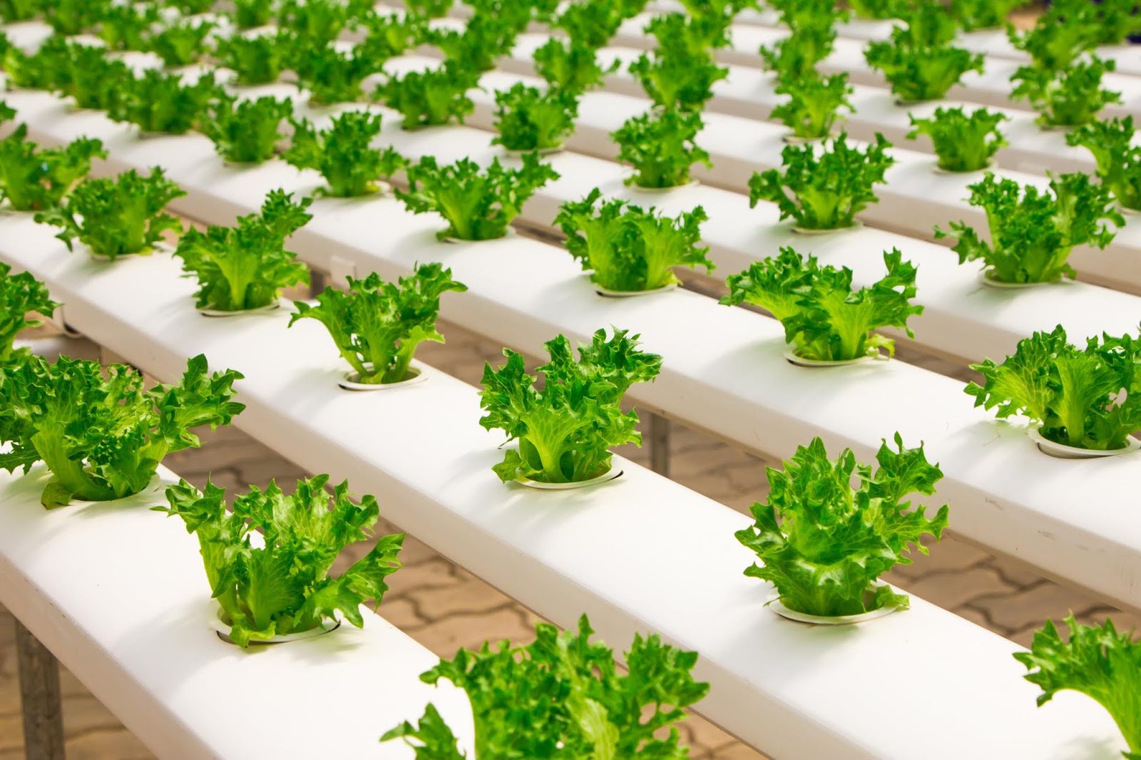 LED Lighting Technology - Vertical Farming ~ LED Lighting - Modern Uses
