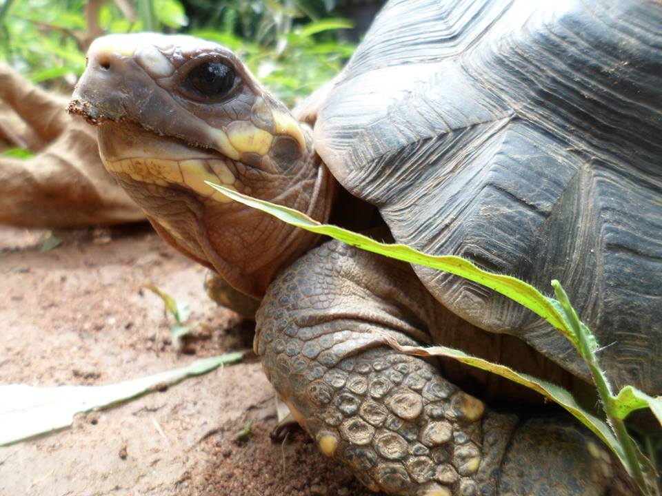 TORTUGA DE TIERRA : VIDA Y CARACTERISTICAS DE LA TORTUGA DE TIERRA