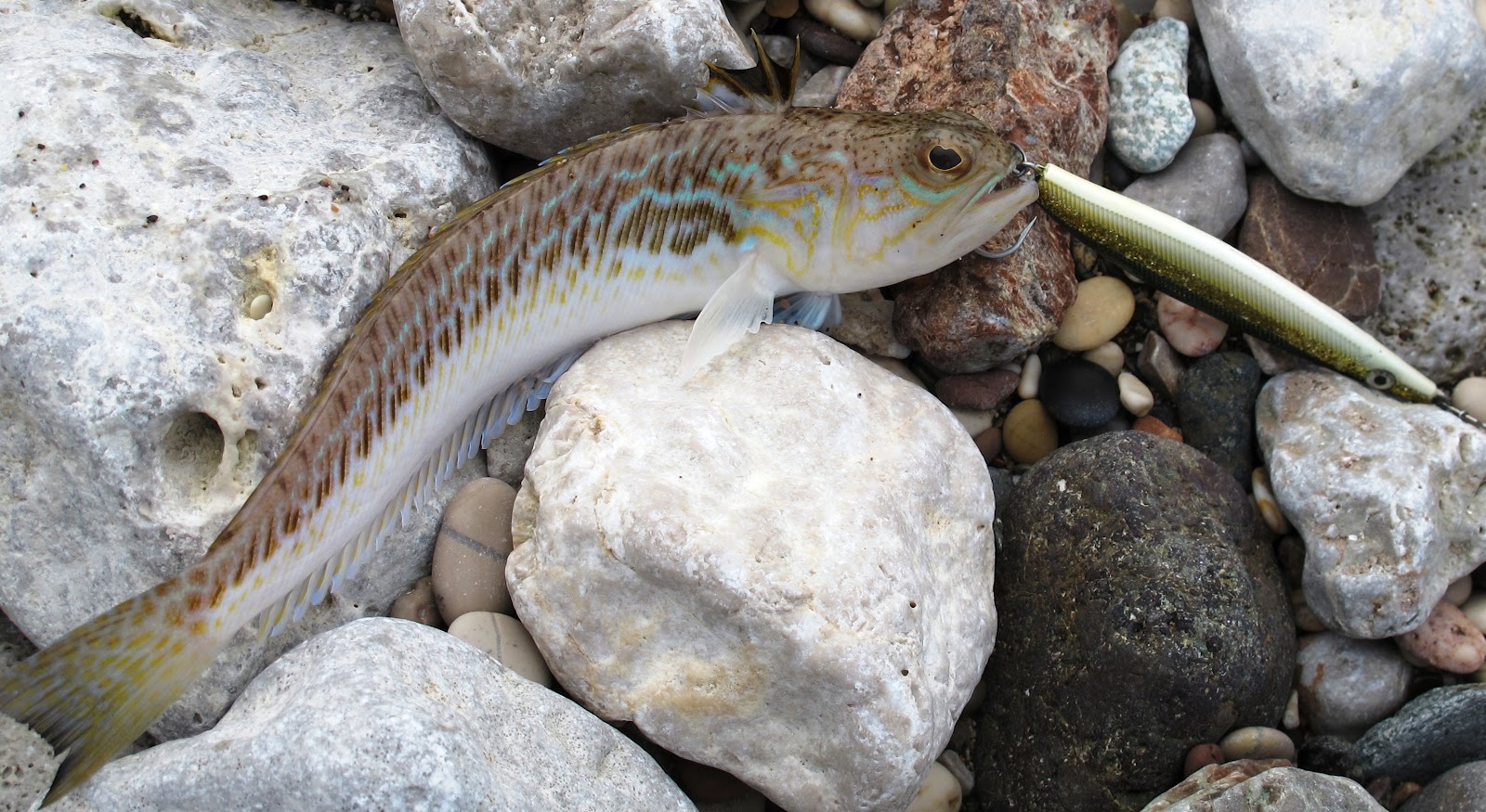 blue dreams fishing: Επικίνδυνα ψάρια στο παράκτιο ψάρεμα…