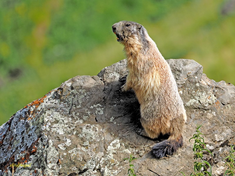 Miguel fotografia: Marmota alpina (Marmota marmota)