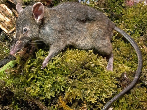 TPedições: Descoberta nova espécie de rato na Indonésia