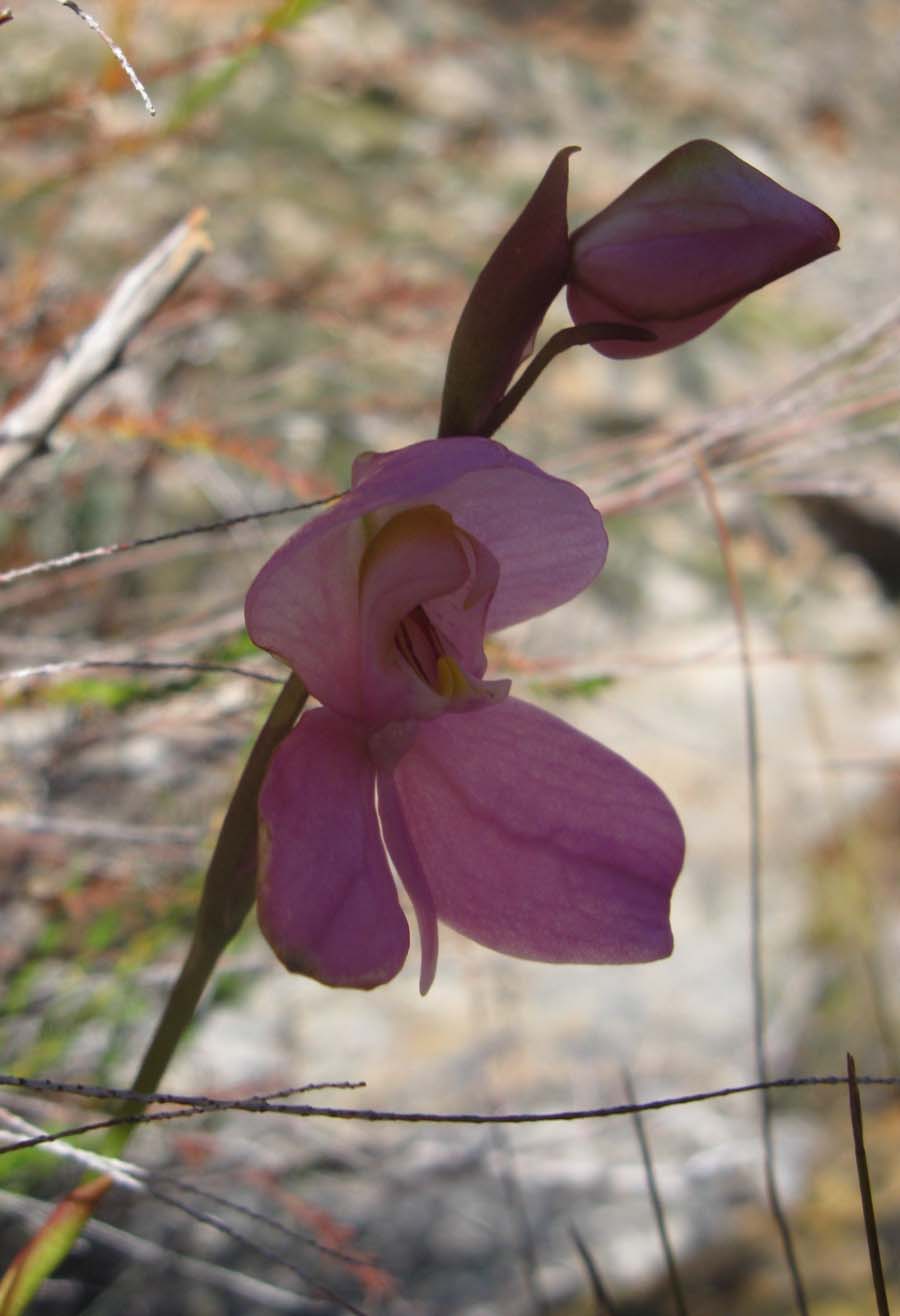 Riversong flowers: Disa racemosa