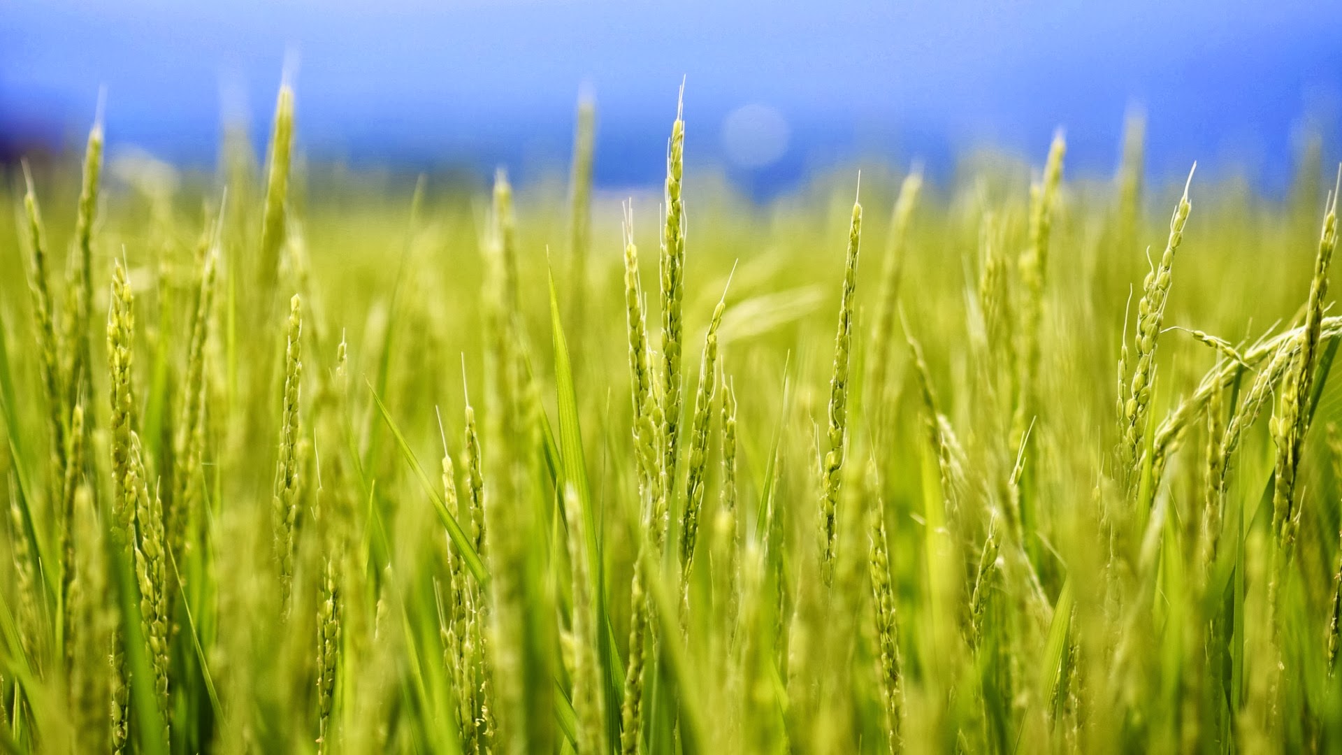 Rice plants - High Definition Wallpapers - HD wallpapers