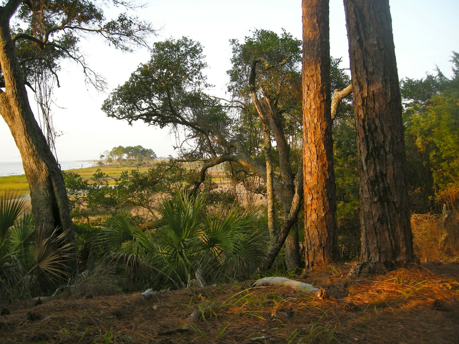 Coffee With Hallelujah: SOJOURN TO ST CATHERINES YIELDS A PRIMATE SURPRISE