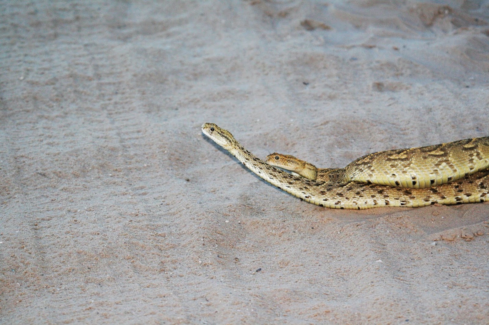 Kgalagadi - Basic Overview of this Great Reserve