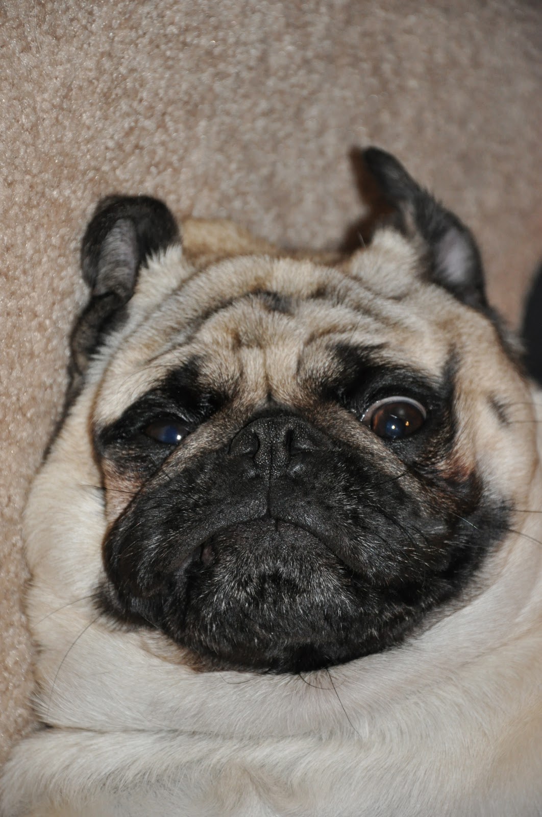 The Dishy Decorator: The Many Faces of Pudge