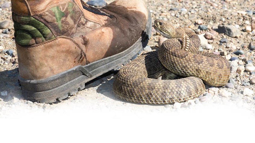 on target shooter nz: 'Snake Loads' - Duplex & Others: