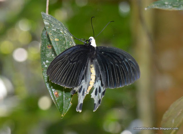 The Forested Path (and Beyond): BUTTERFLIES of RAUB: The White-headed ...