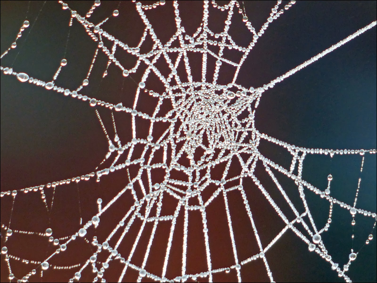 Wild and Wonderful: January 2014