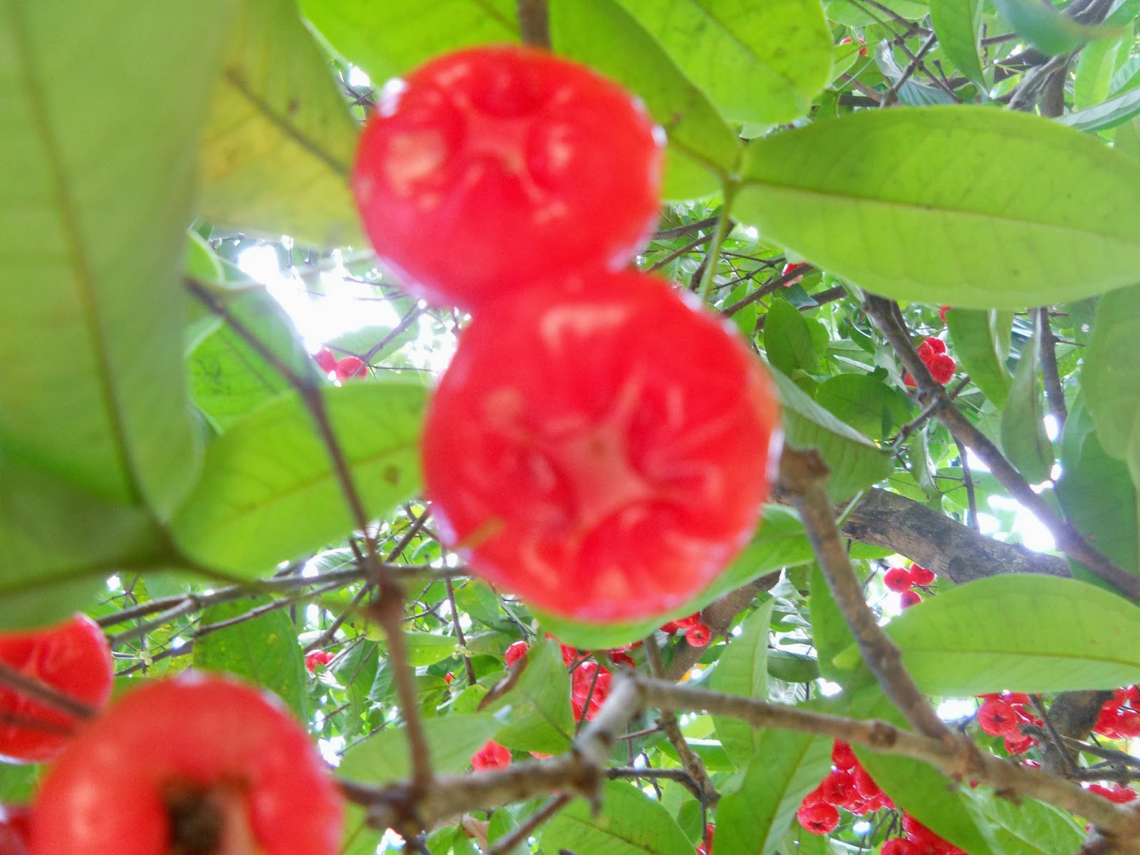 VIBGYOR: BELL FRUIT WHICH GREW IN MY BEAUTIFUL VILLAGE CHETTIKULAM