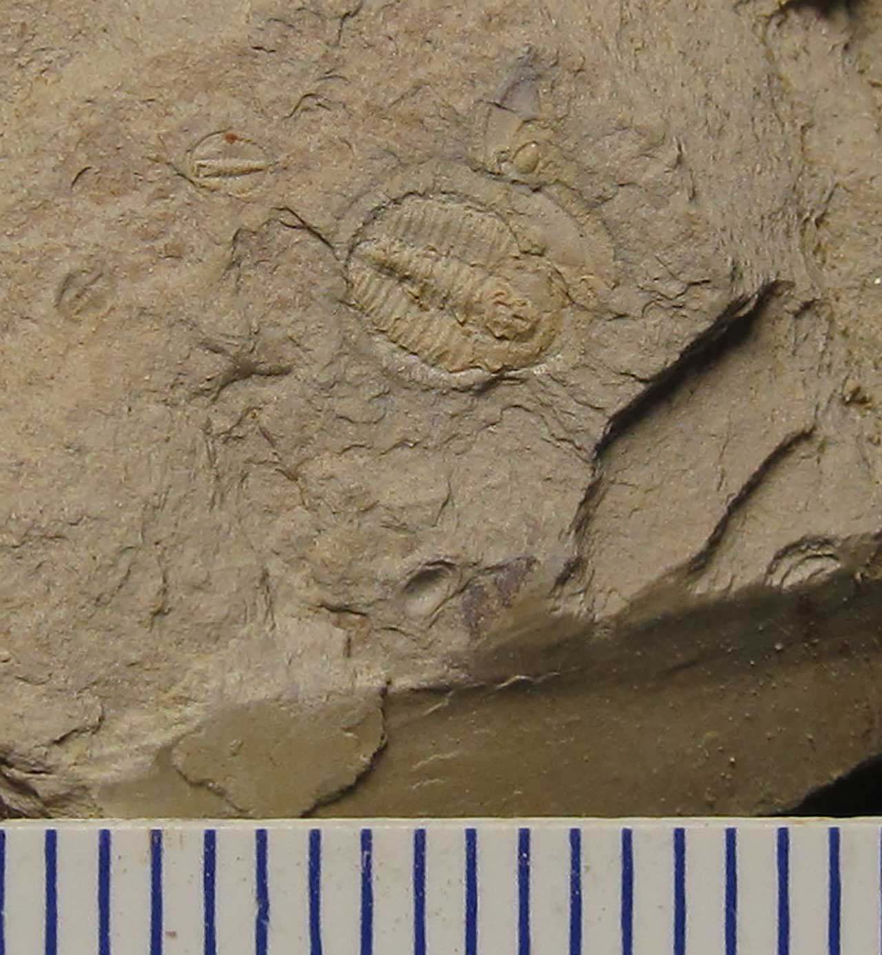 Louisville Fossils and Beyond: Cambrian Trilobites Found in Conasauga ...