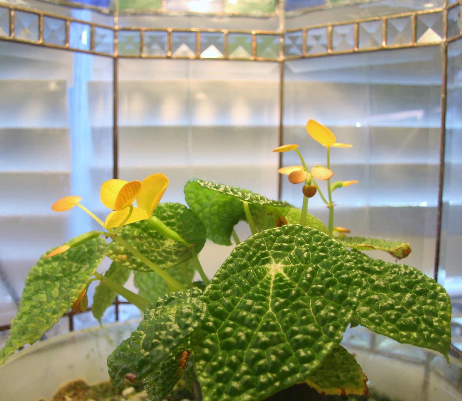 BirdCam on Cheltenham: Stained Glass Terrarium with Begonia Microsperma
