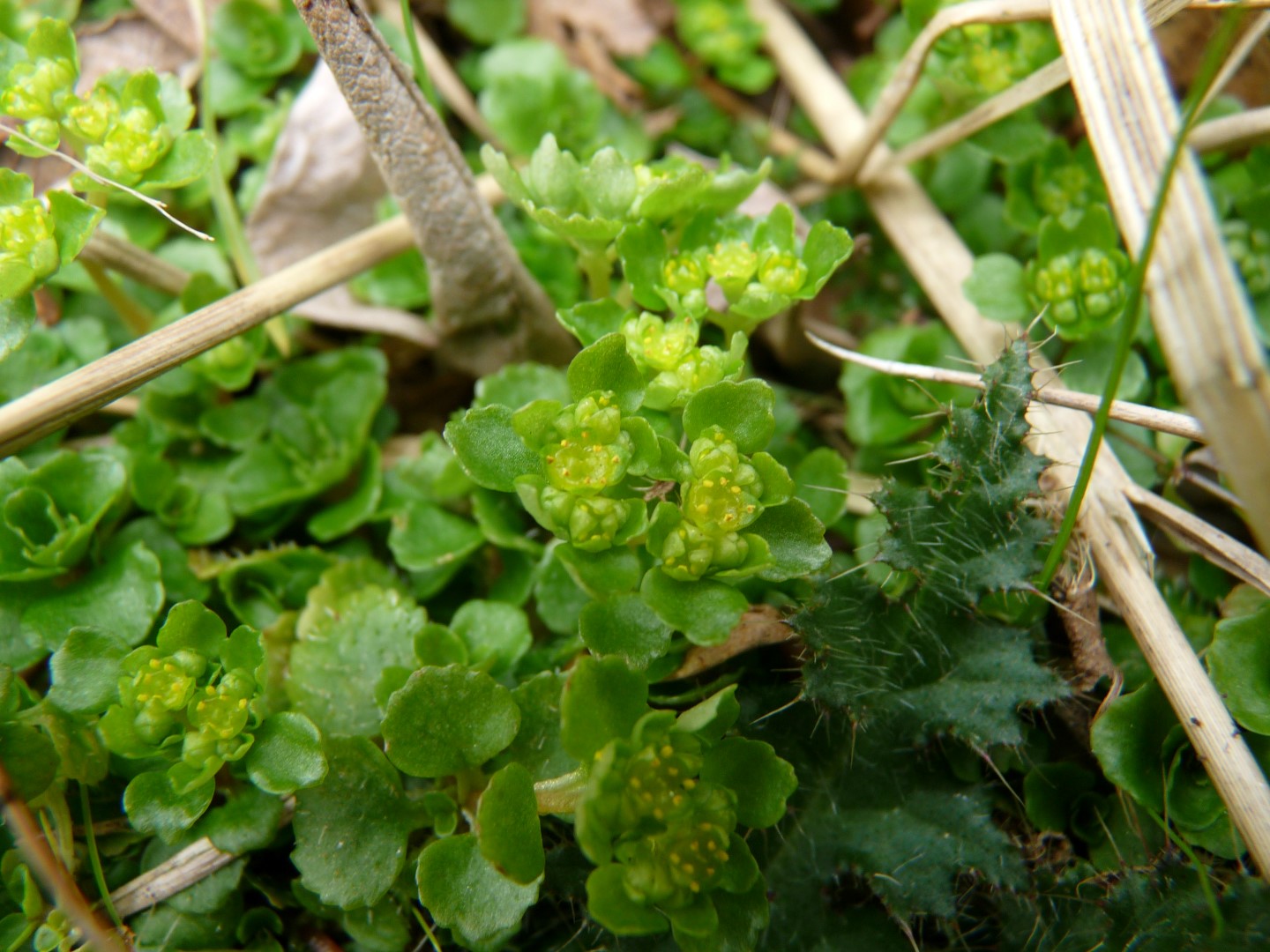 The Flora of Hutton Roof : Chrysosplenium oppositifolium (Opposite ...