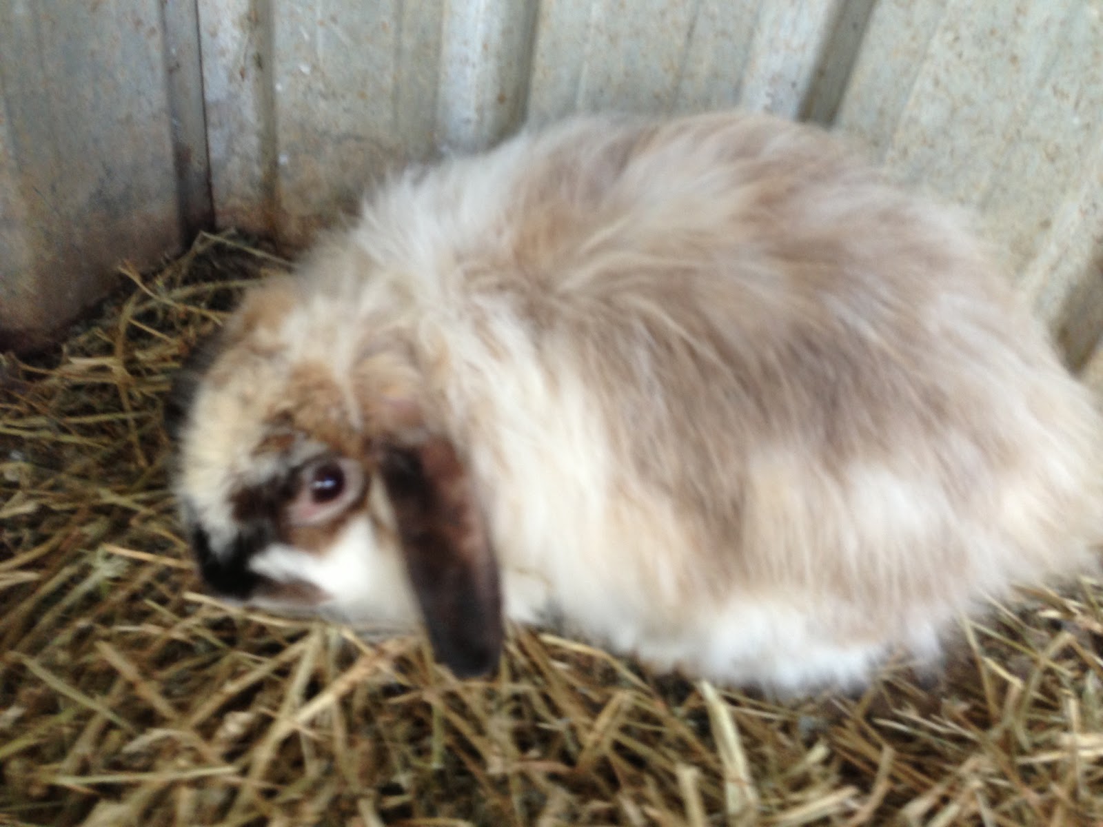 Rabbit Rescue Sanctuary: Rabbit Adoptions