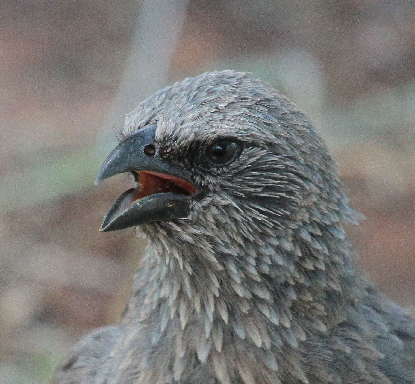 Richard Waring's Birds of Australia: February 2012