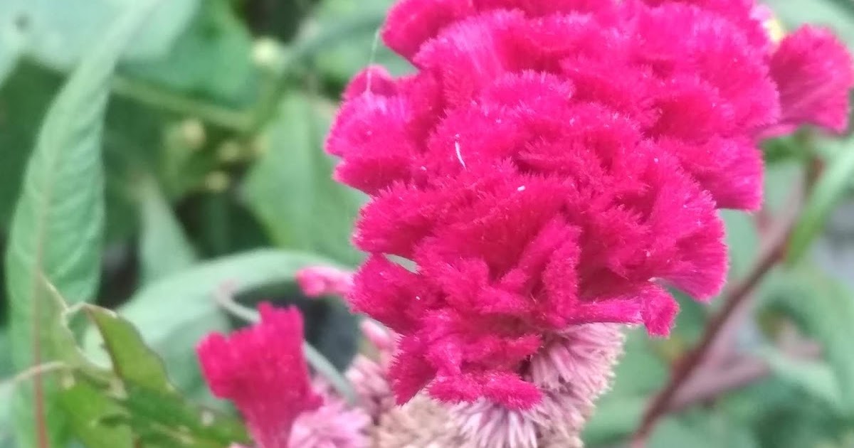 Celosia - Coco's comb - sitamma jeda ( సీతమ్మ జడ)