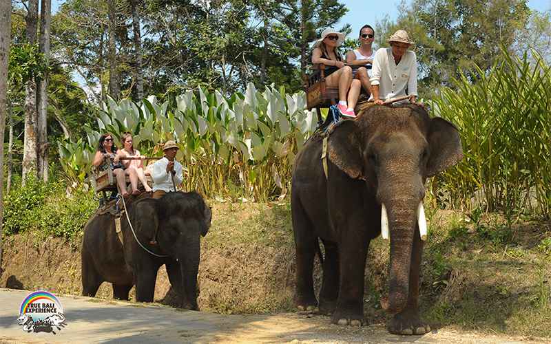 Bali Elephant Riding - Magilla Bali Tours