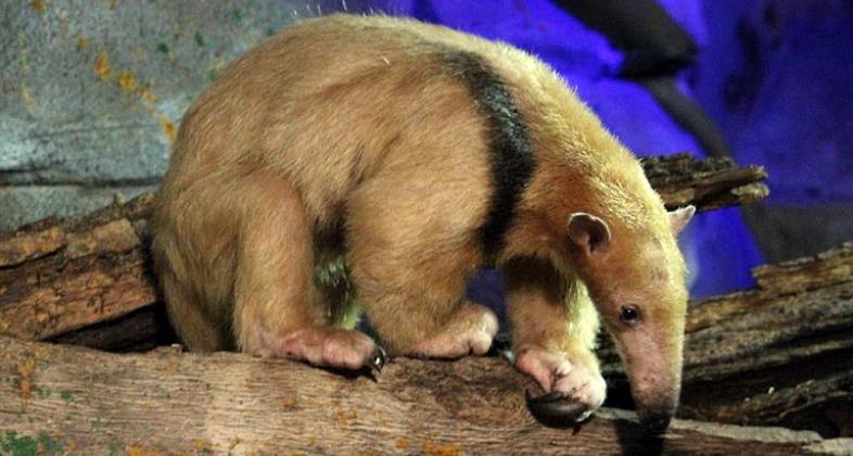 Estado Zulia: Naturaleza