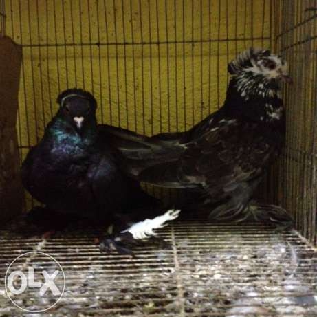 Hungarian Cropper | BD PIGEONS