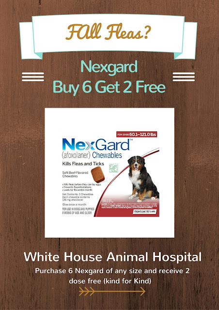 White House Animal Hospital Blog: Tips for Safe Flea Prevention!