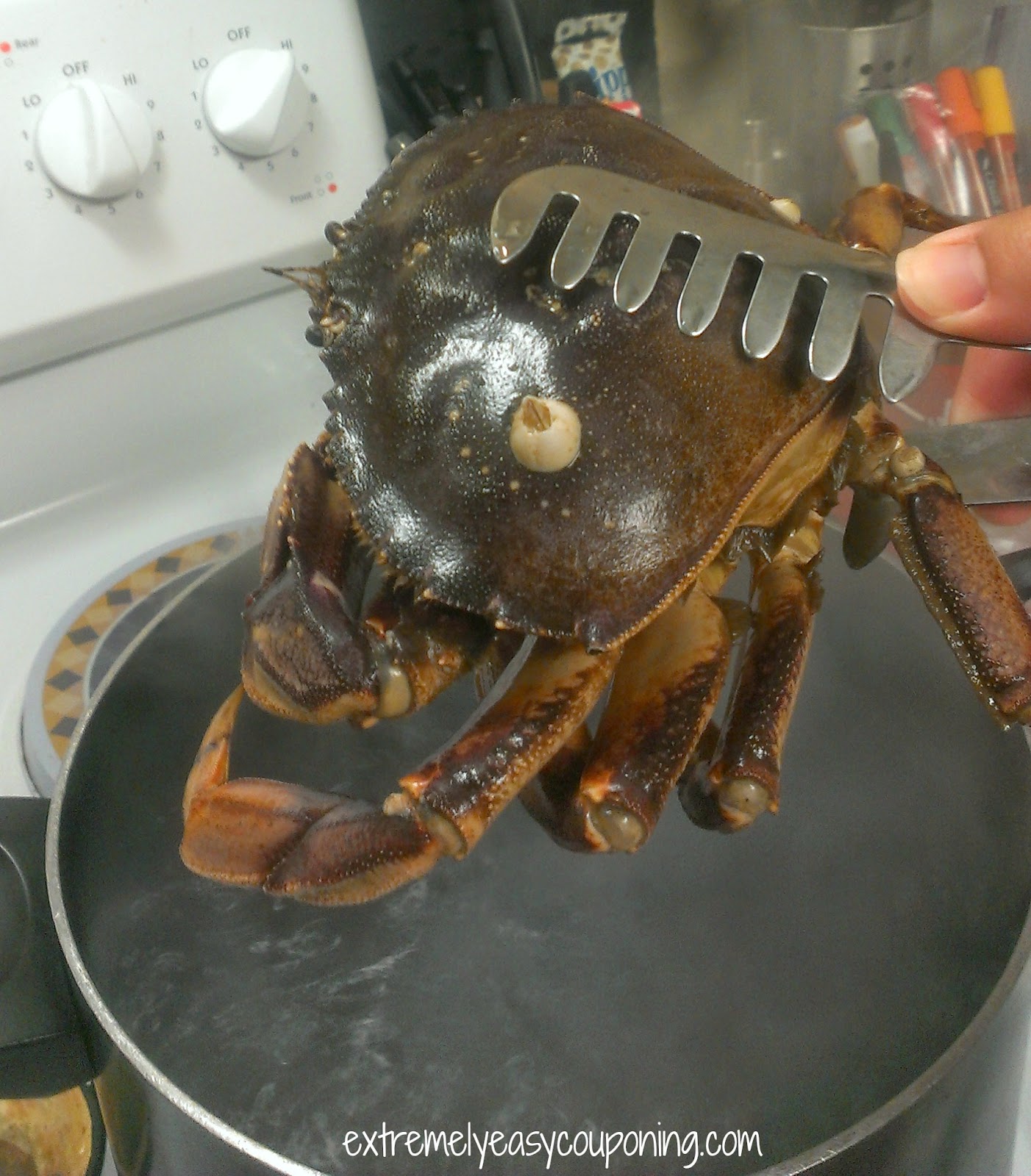 Extremely Easy Couponing: How to cook and clean live crab