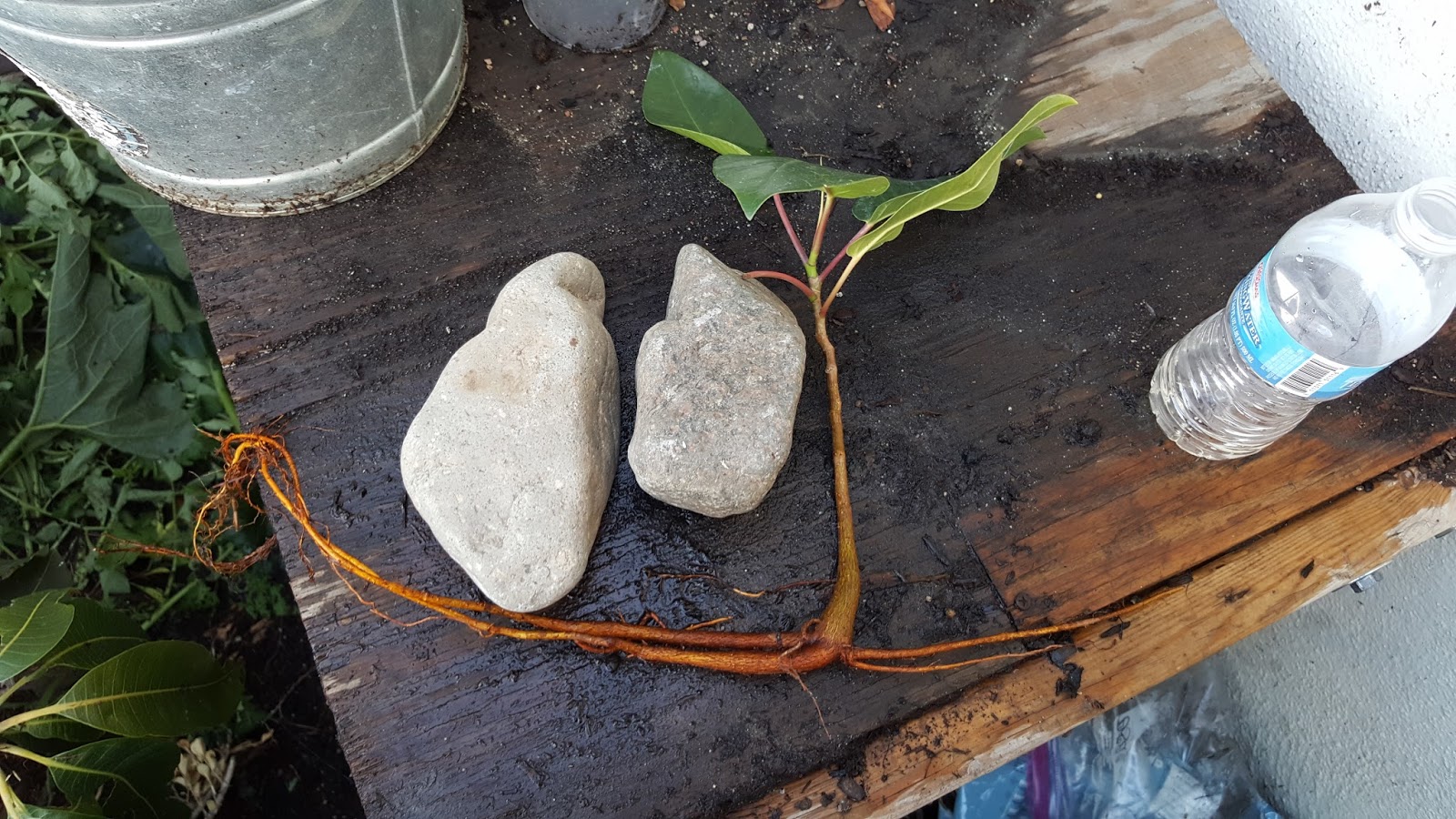 Bonsai-misadventures: Root over rock, roots are king