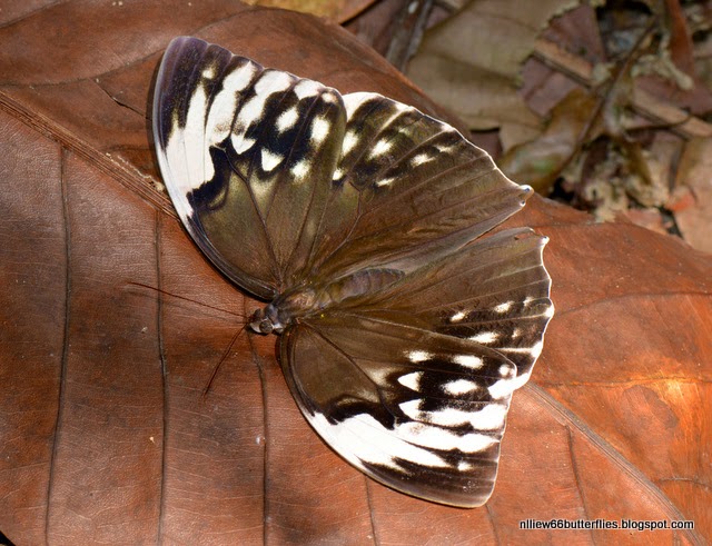 The Forested Path (and Beyond): BUTTERFLIES of RAUB: The Great Saturn ...