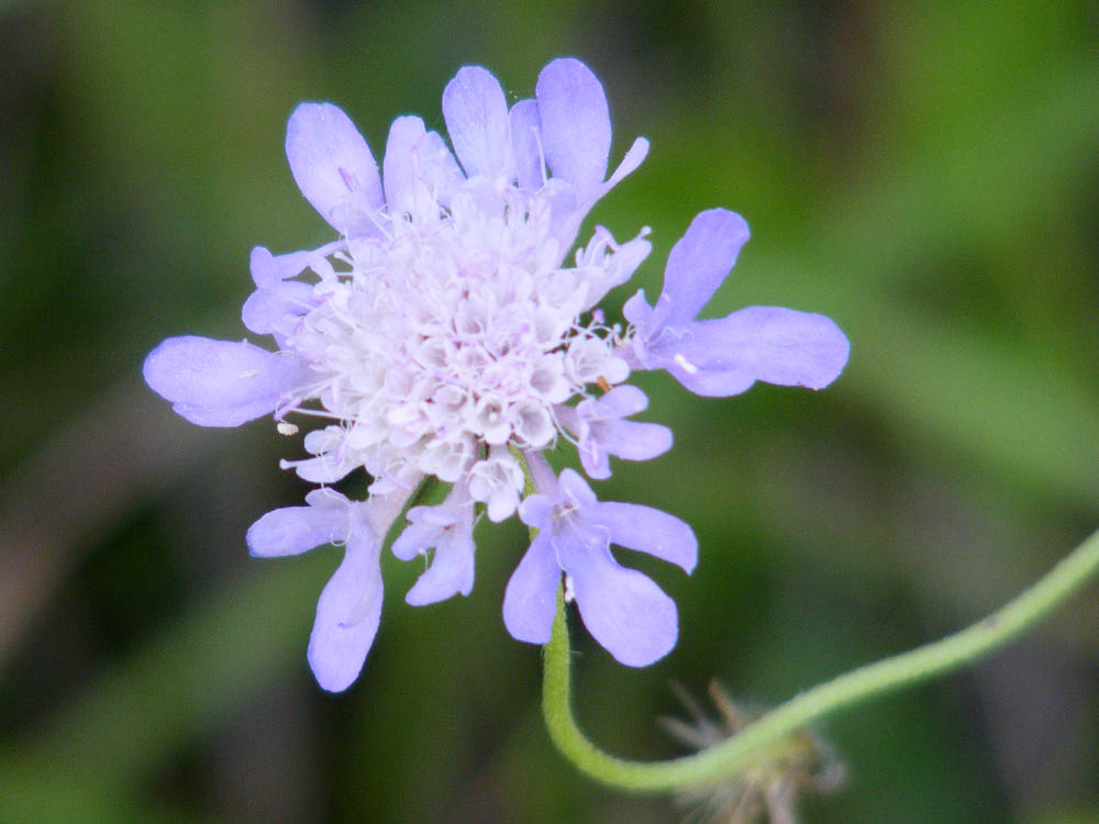 Days on the Claise: Sorting out the Scabious