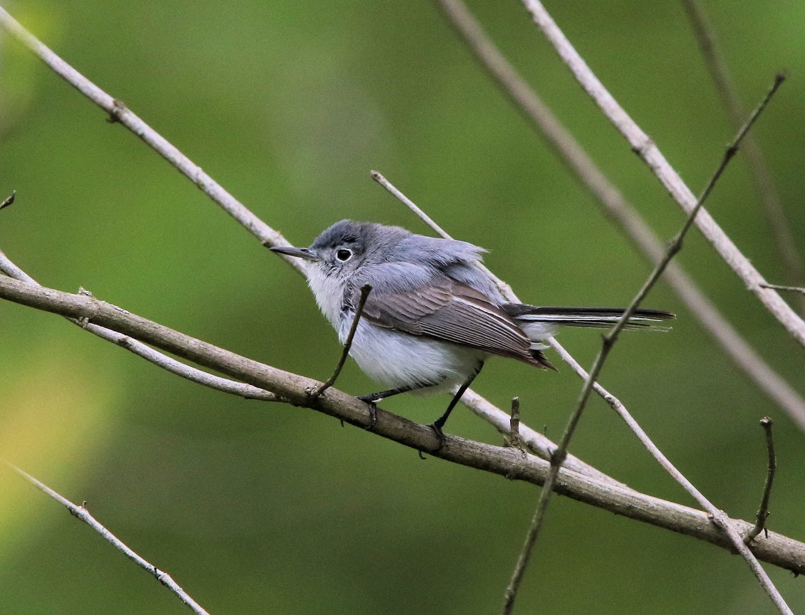 Birds from Behind : And So It Begins...