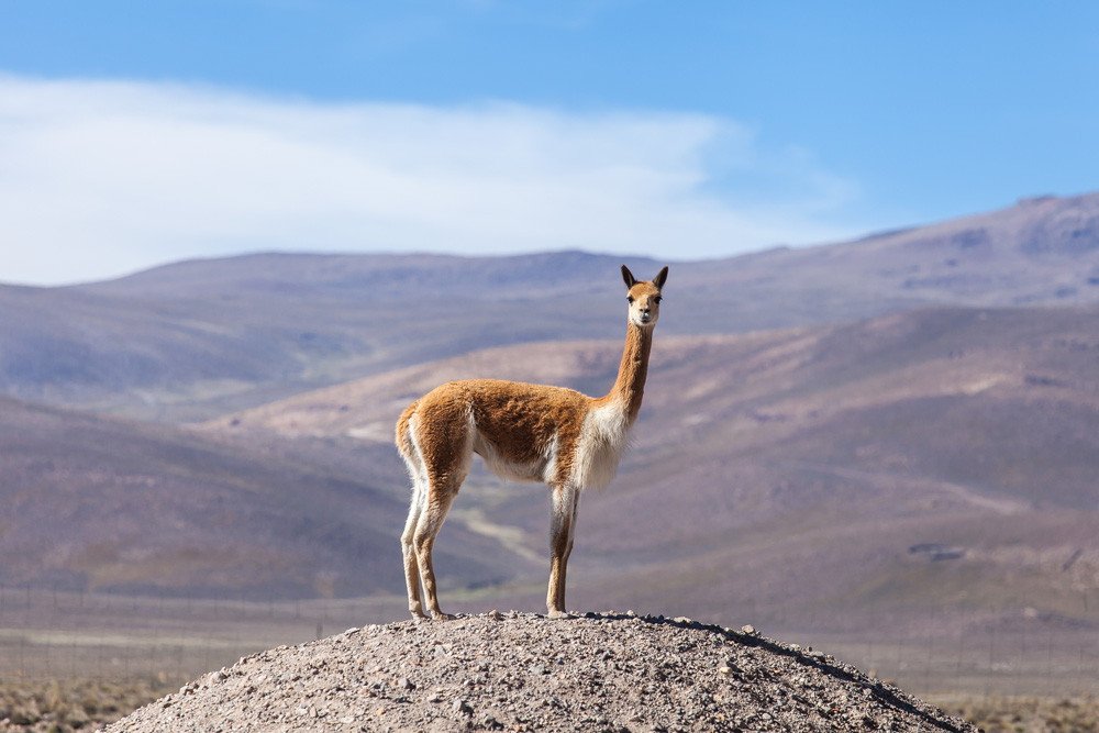 La vicuña del Perú, la lana más fina del mundo: Peru, Vicuña, incas ...
